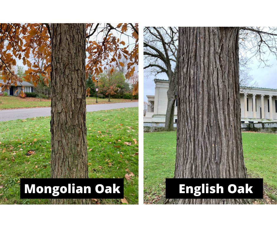 Tree Tuesday: The Oaks – Outside Chronicles