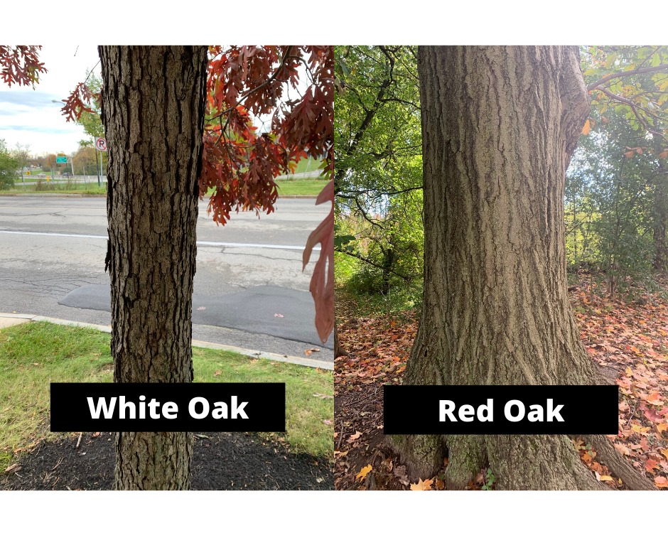 Tree Tuesday: The Oaks – Outside Chronicles