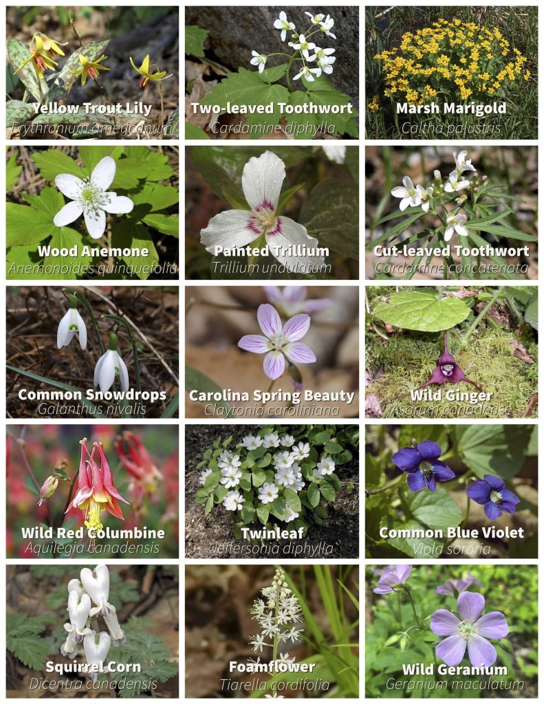 Spring Ephemeral Guide - Outside Chronicles